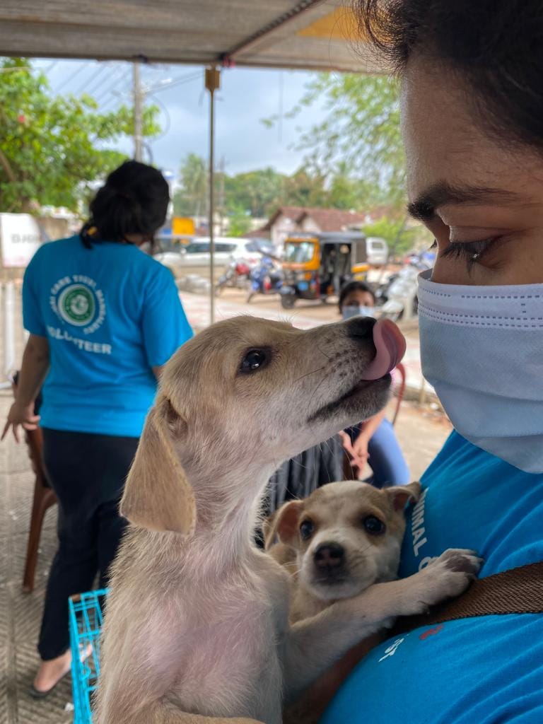 Animal Care Trust: Rescue, shelter abandoned, injured street animals in ...